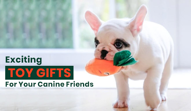 Exciting Toy Gifts For Your Canine Friends | DiscountPetCare