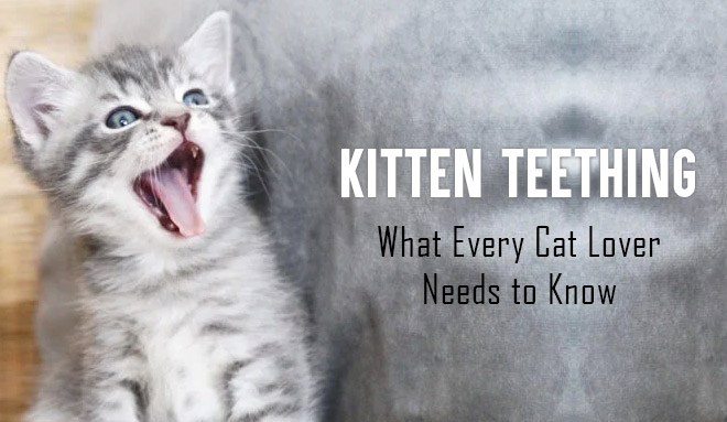 Kitten Teething: What Every Cat Lover Needs to Know | DiscountPetCare