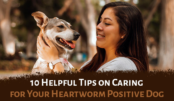 10 Helpful Tips on Caring for your Heartworm Positive Dog | DiscountPetCare