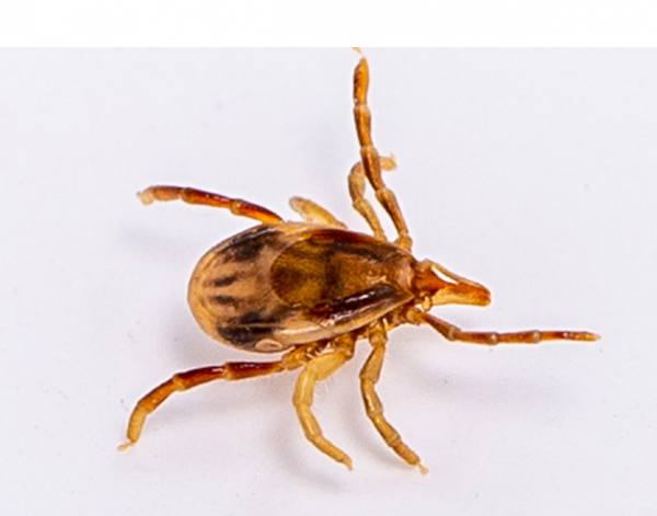 Do You Know Everything About Australian Paralysis Ticks? | DiscountPetCare