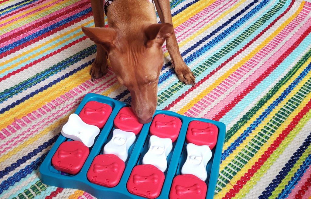 A Guide to Train Your Dog’s Brain with Fun and Cognitive Games