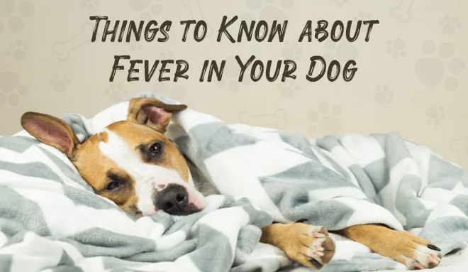 Things to Know about Fever in Your Dog | DiscountPetCare