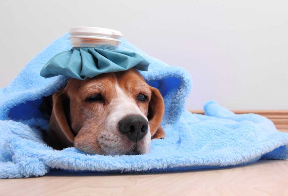 Things to Know about Fever in Your Dog | DiscountPetCare