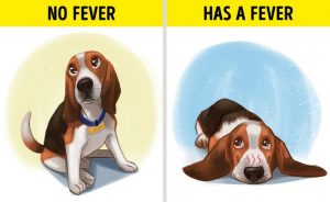 Things to Know about Fever in Your Dog | DiscountPetCare