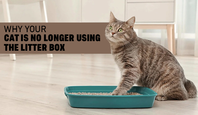 Why Your Cat is No Longer Using the Litter Box | DiscountPetCare