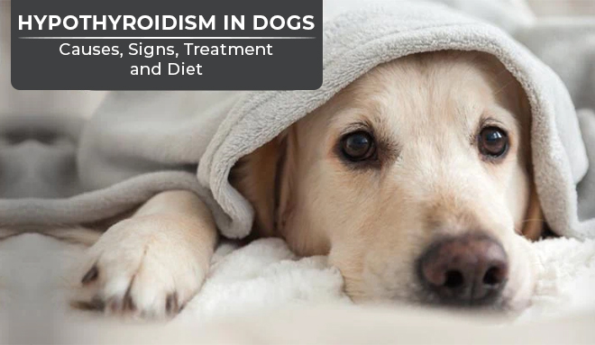 Hypothyroidism in Dogs- Causes, Signs, Treatment, and Diet