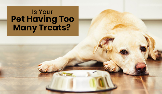 Is Your Pet Having Too Many Treats? | DiscountPetCare