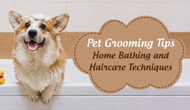 Pet Grooming Tips: Home Bathing and Haircare Techniques