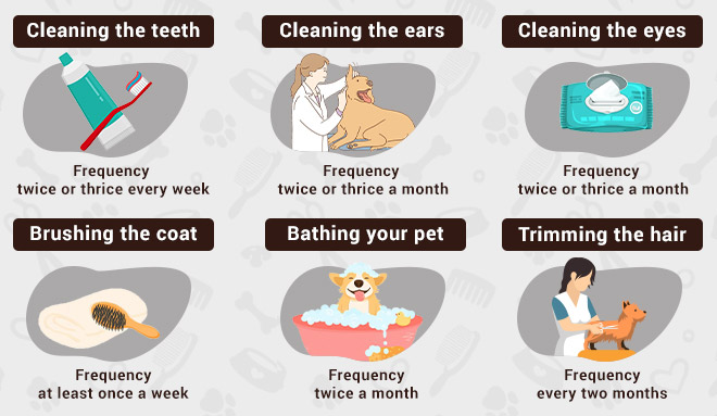 Pet Grooming Tips: Home Bathing and Haircare Techniques
