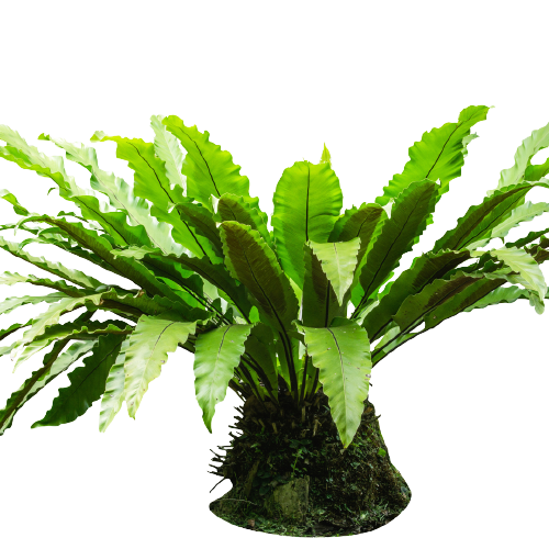 Top 10 Pet-Friendly Plants to Beautify your Home