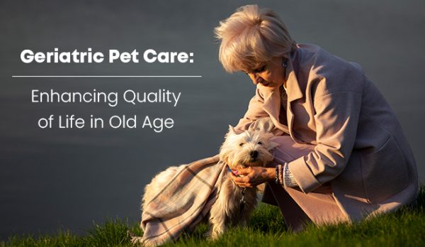 Geriatric Pet Care: Enhancing Quality of Life in Old Age | DiscountPetCare