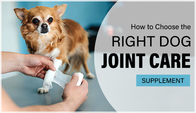 How to Choose the Right Dog Joint Care Supplement: 7 Essential Factors ...