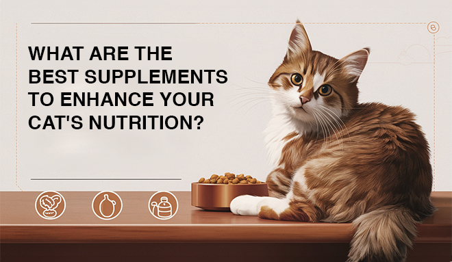 Top Cat Supplements to Boost Your Feline’s Health and Nutrition