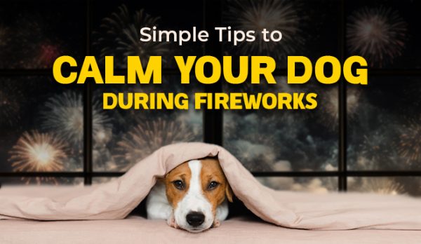 Simple Tips to Calm Your Dog During Fireworks | DiscountPetCare