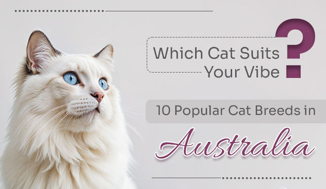 Which Cat Suits Your Vibe? Discover 10 Popular Cat Breeds in Australia